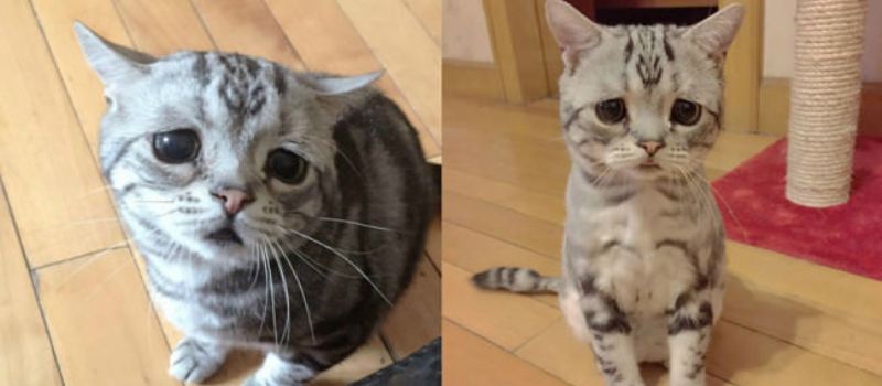 Isn’t This the Saddest Cat You’ve Ever Seen!? - Women Daily Magazine