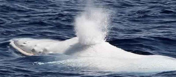 the iconic white humpback whale Migaloo Archives - Women Daily Magazine
