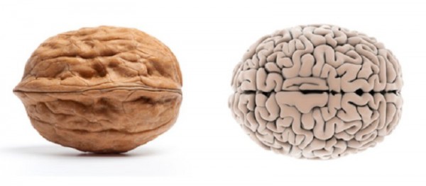 foods that look like organs Archives - Women Daily Magazine