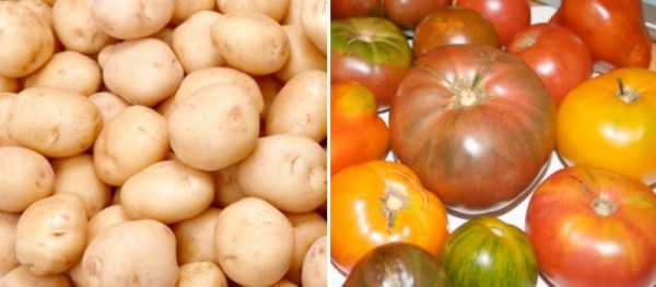 6-Poisonous-Foods-We-All-Love-to-Eat - Women Daily Magazine