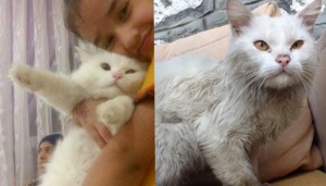 Family Reunion: A Cat Finally Reunites With Her Refugee Family - Women ...