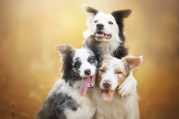 Polish-Photographer-Takes-The-Most-Amazing-Dog-Photos-Ever-10 - Women ...