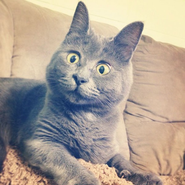 Meet-Kevin-The-Cat-That-Always-Looks-Surprised-8 - Women Daily Magazine