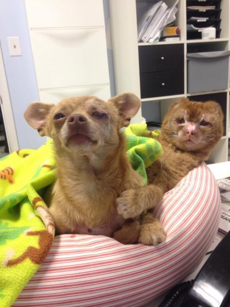 Meet-Russel-The-Burn-Victim-Cat-Who-Now-Cares-For-Other-Injured-Animals ...