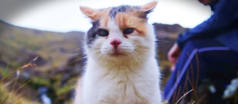 This Blind Rescue Cat Has Climbed Ireland’s Highest Mountain For ...