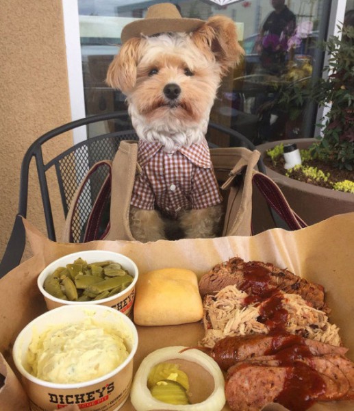 rescued-dog-that-was-once-starving-now-eats-in-the-most-fancy ...