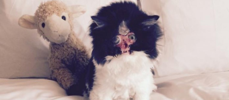 faceless cat Archives - Women Daily Magazine