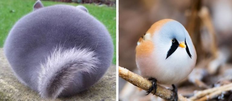 these-perfectly-round-animals-will-melt-your-heart - Women Daily Magazine