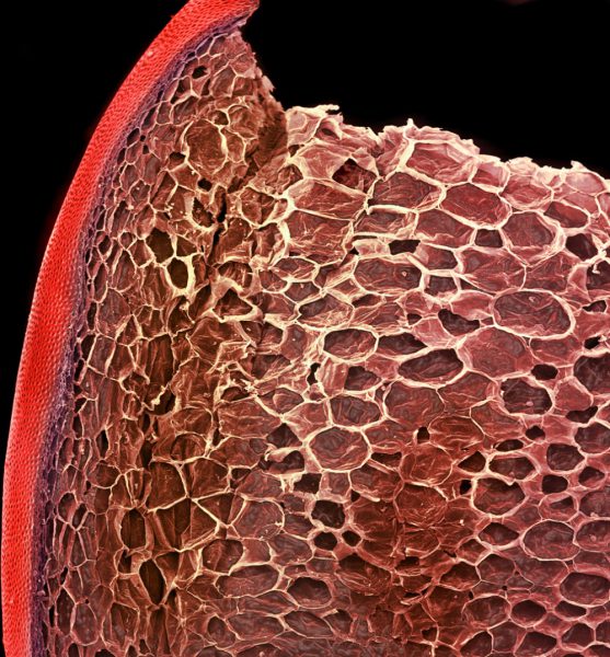 Fascinating Photos of Foods Under the Microscope That You’ve Never Seen ...