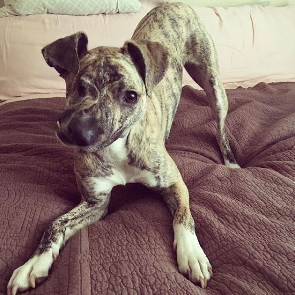 Dog With Deformed Face Is About To Be Killed, Then The Vet Does the ...