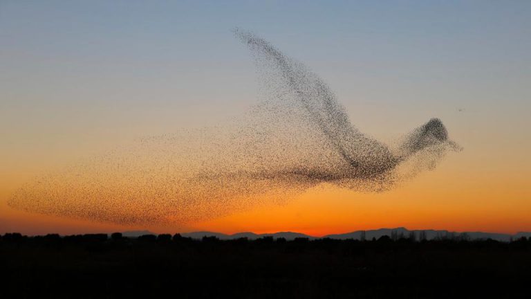 Award-Winning Image Shows Starling Murmuration in Shape of a Giant Bird ...