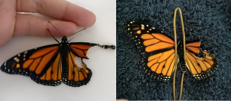 woman-helped-butterfly-broken-wing-fly-first-time - Women Daily Magazine