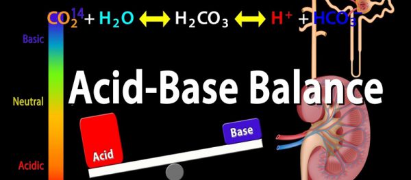 Importance of Acid-base Balance for the Human Body - Women Daily Magazine