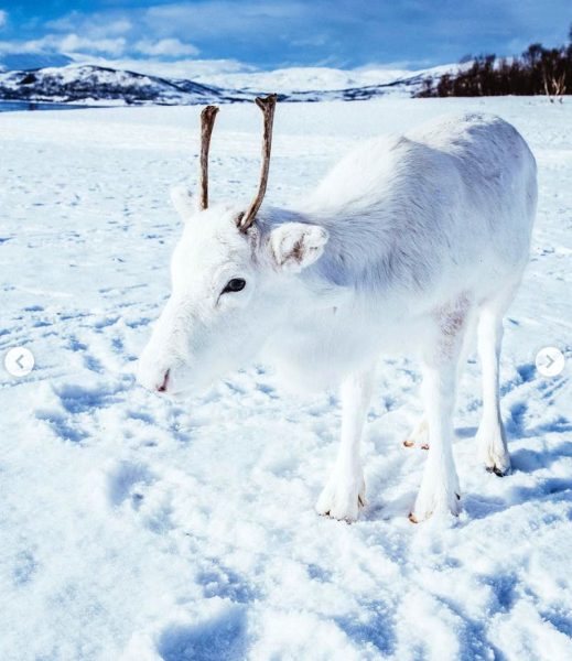 Unique and Rare Beauty: Photographer Captures Photos of Rare White Baby ...