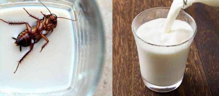 cockroach-milk-is-the-new-superfood-according-to-scientists - Women ...