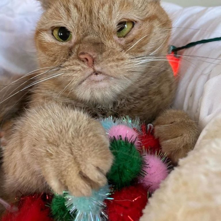 stray-ginger-cat-with-one-nostril-gets-rescued-and-lives-a-happy-life ...