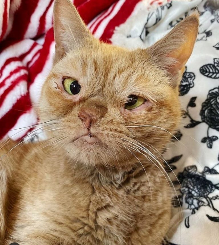 stray-ginger-cat-with-one-nostril-gets-rescued-and-lives-a-happy-life ...