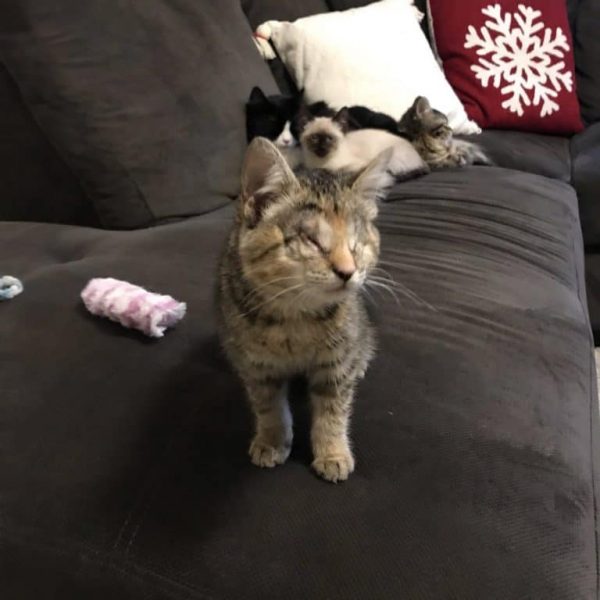 the-perfect-happy-ending-kitten-born-without-eyes-gets-rescued-by ...