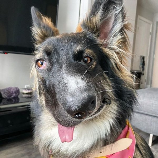 Brodie, The Dog Who Got His Face Disfigured By His Mother, Becomes a ...