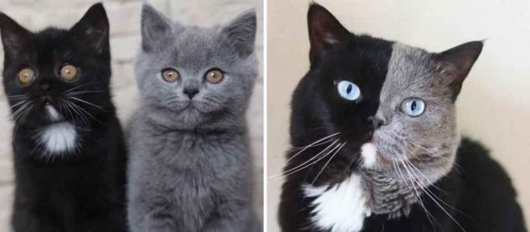 the-cat-with-split-colored-face-becomes-a-father-to-kittens-in-each-of ...