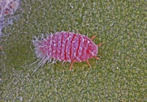 Cochineal Insect: The “Natural Red” Secret Behind Carmine