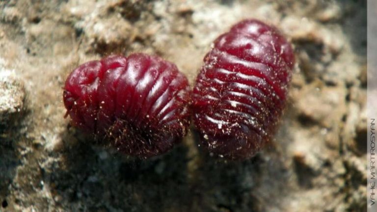 Cochineal Insect: The “Natural Red” Secret Behind Carmine