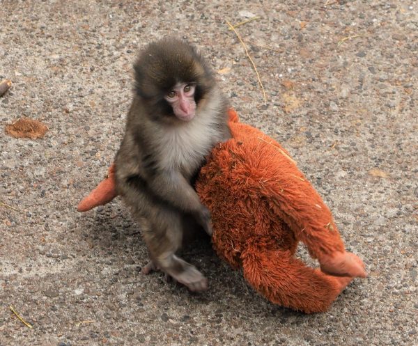 Punch the Viral Baby Monkey: The Heartbreaking Story